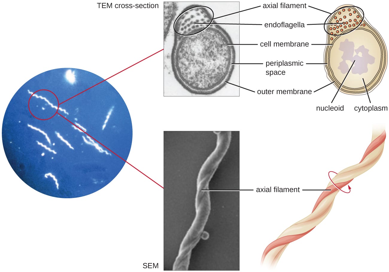 Skin Cell Lyme Bacteria - Morgellons Survey