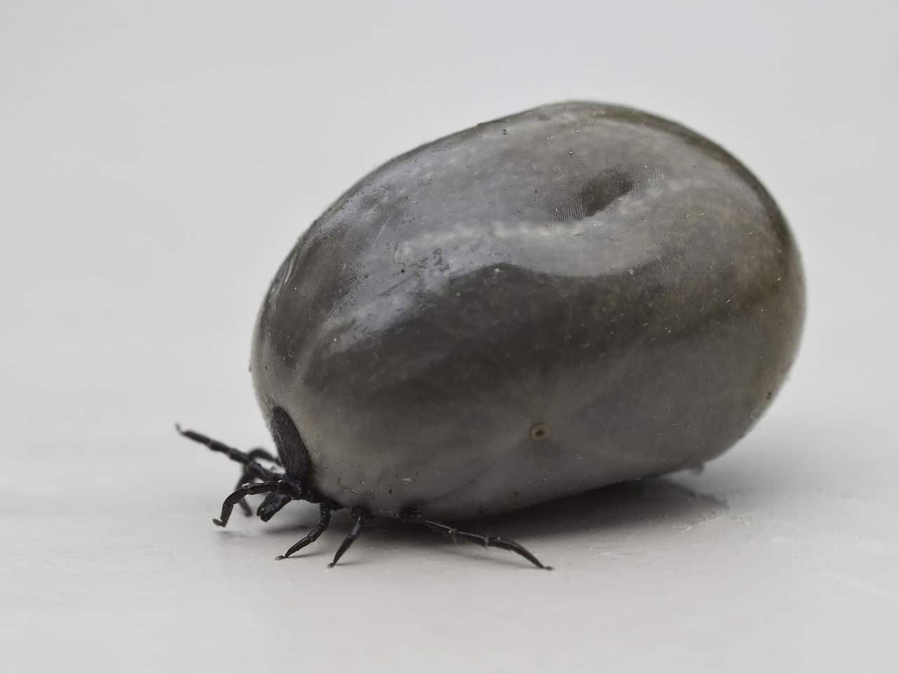 New Study Inspects The Genital and Dermatological Manifestations of ...